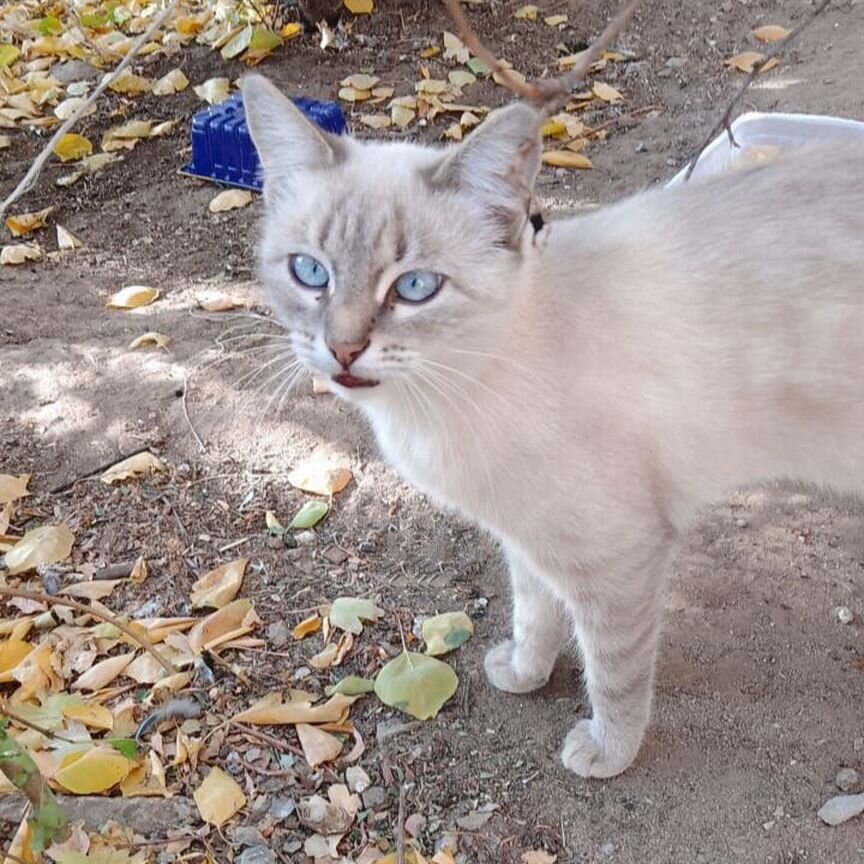 Кошечки,сестрёнки,1 год