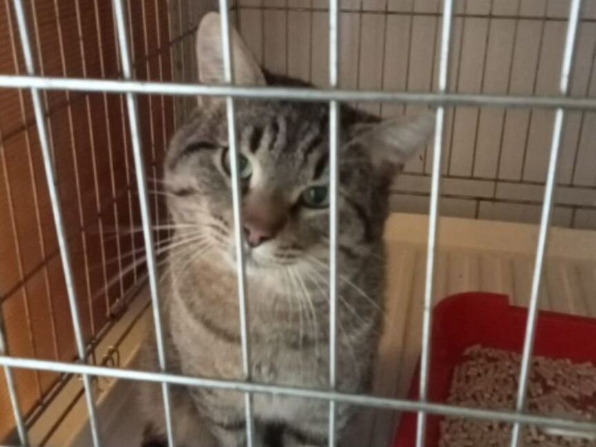 Котику нужна передержка или сразу дом