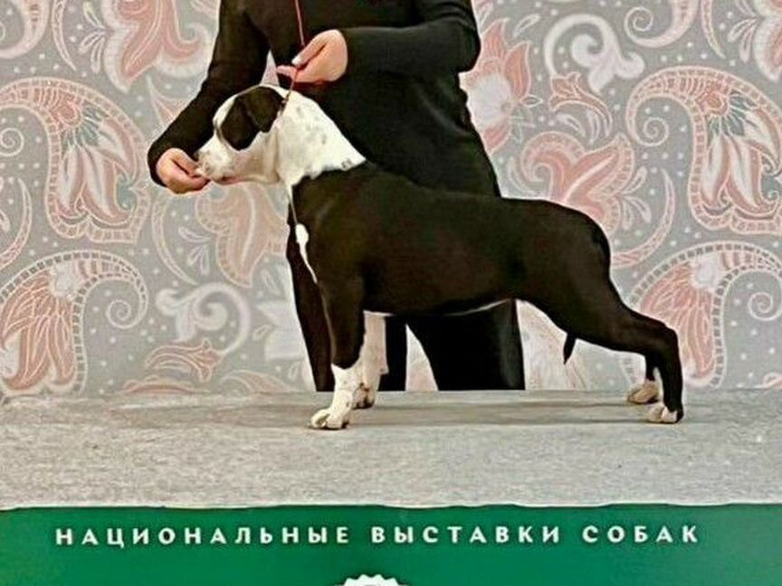 Щенок Амстаффа девочка
