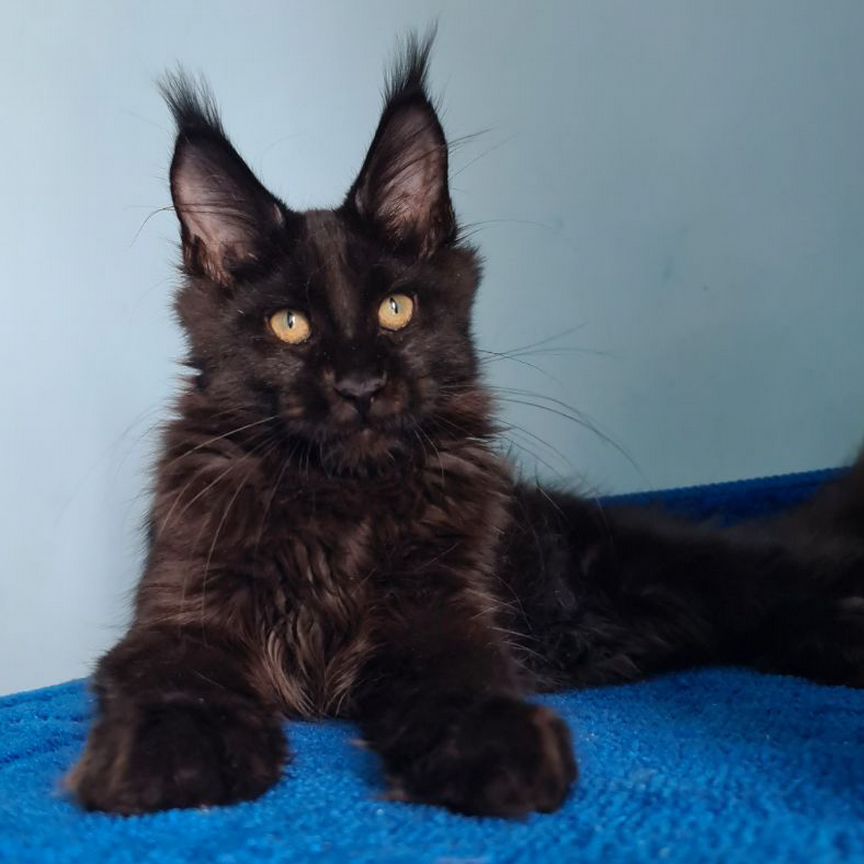 Мейн-кун чёрный красавчик