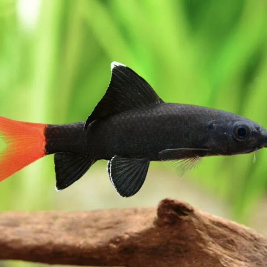 Рыбка Лабео