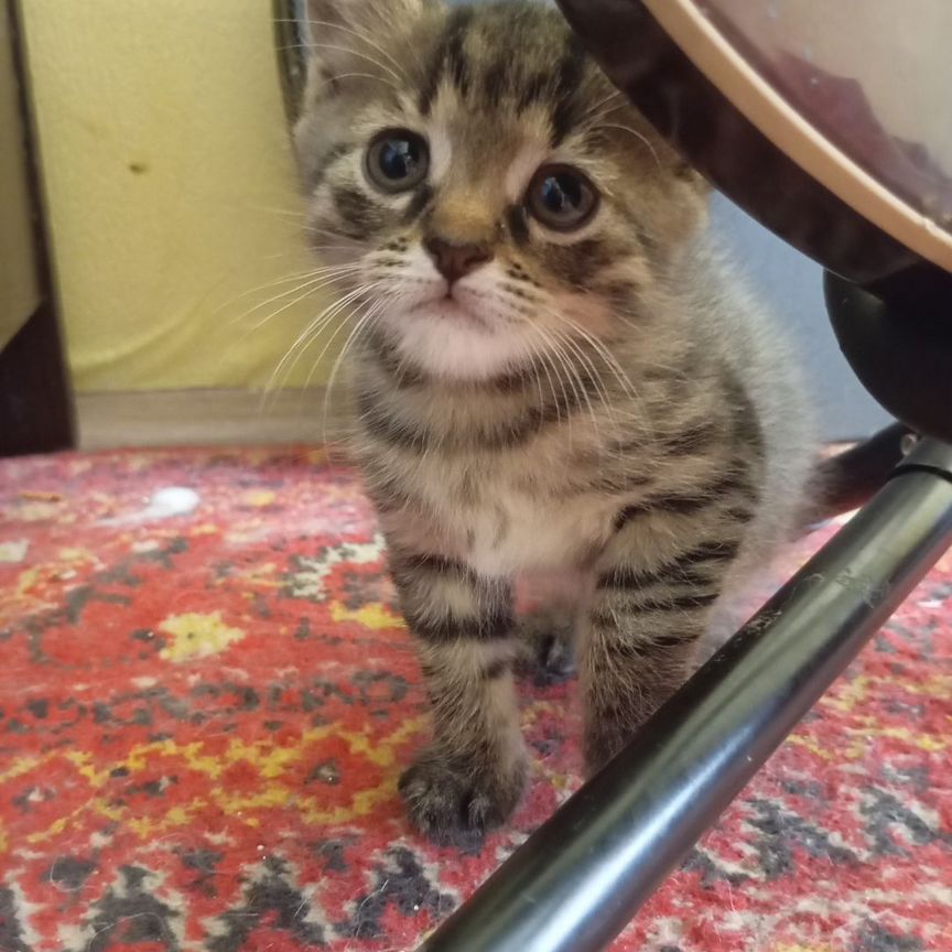 Отдам бенгальского котёнка в добрые руки
