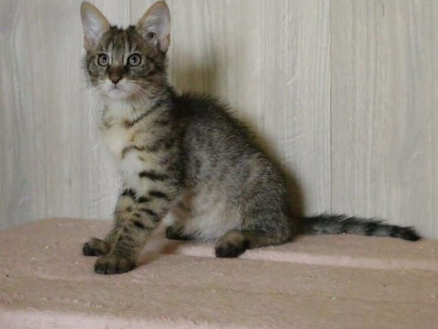 Кошка