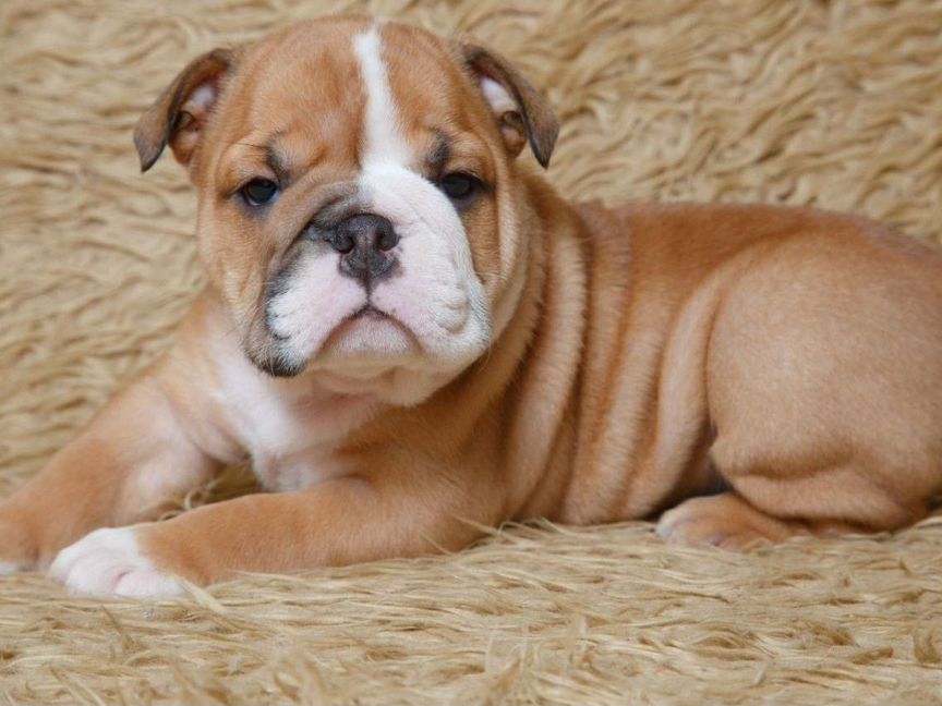 Английский бульдог