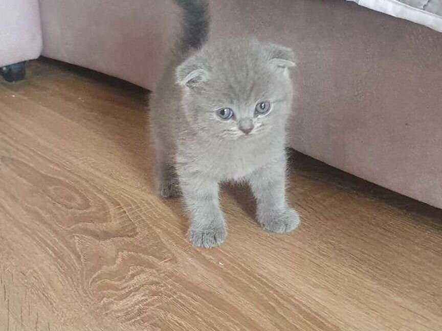 Британские вислоухие котята