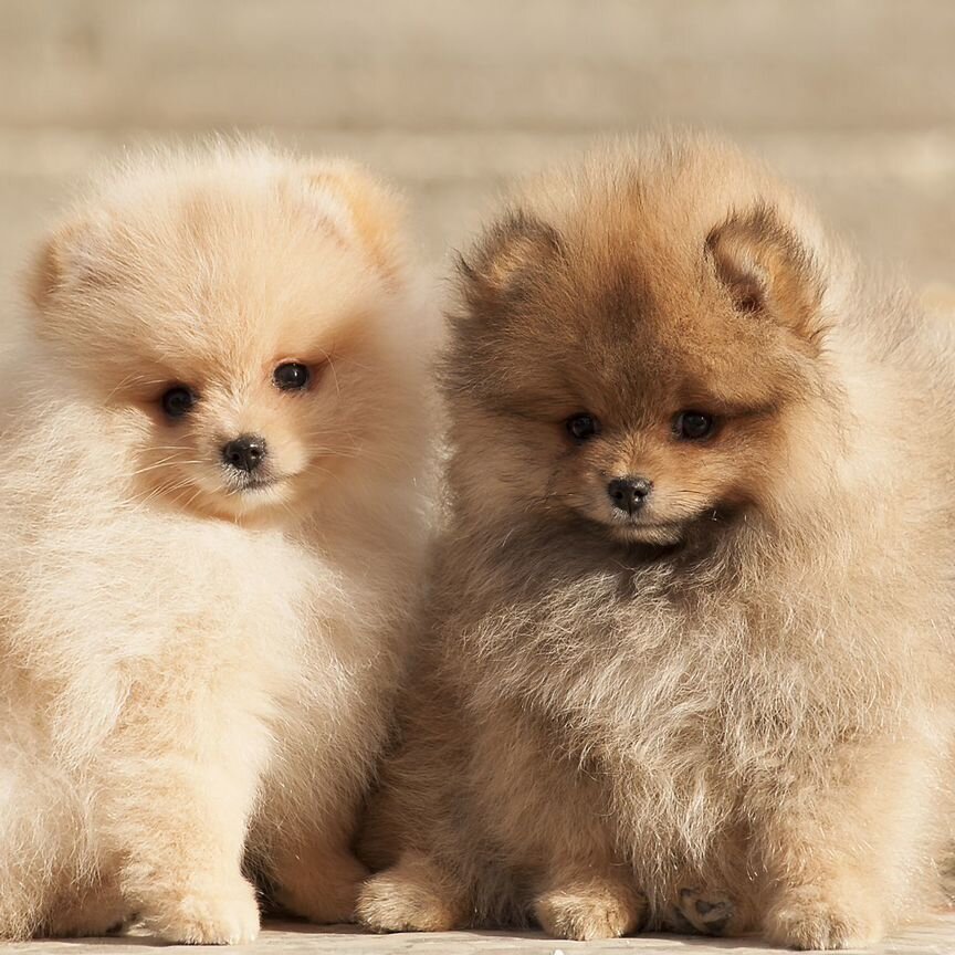 Щенки померанского шпица