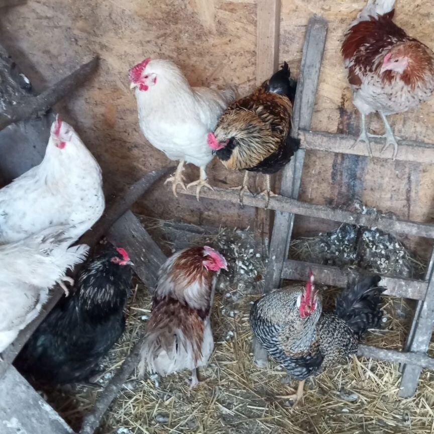 Молодые петушки