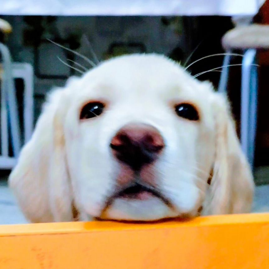 Лабрадор-ретривер, щенок