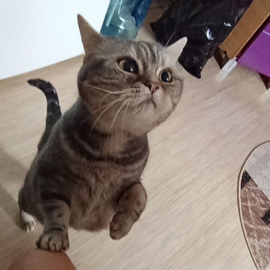 Шотландская прямоухая короткошёрстная, взрослая кошка