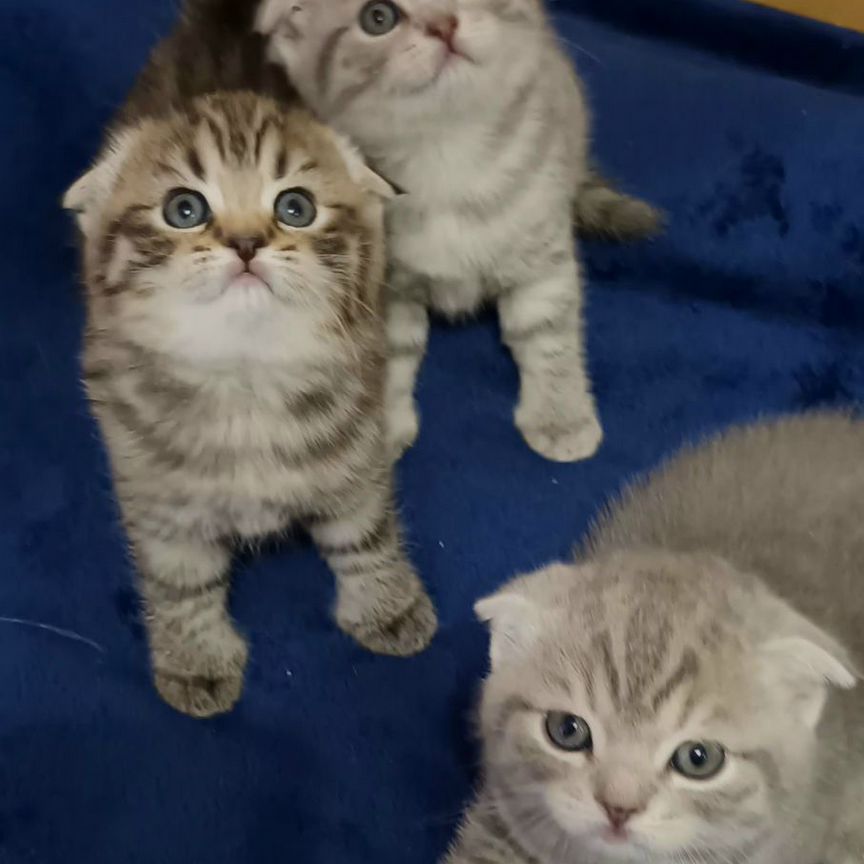 Шотландская