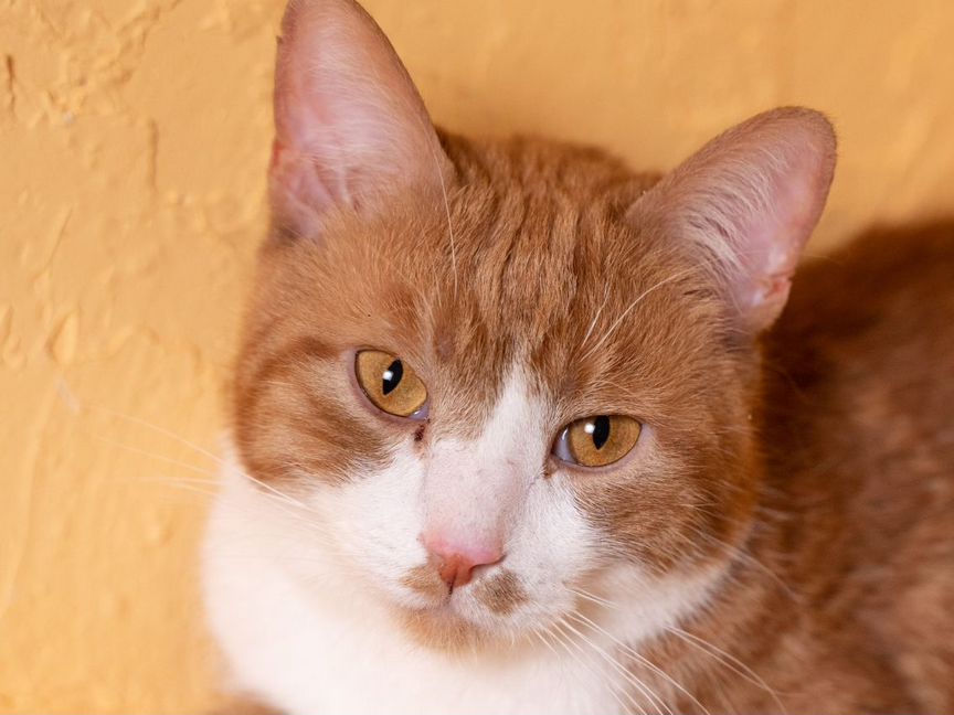 Молодой кот в добрые руки