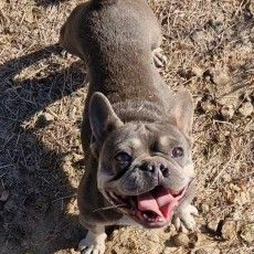 Французский бульдог