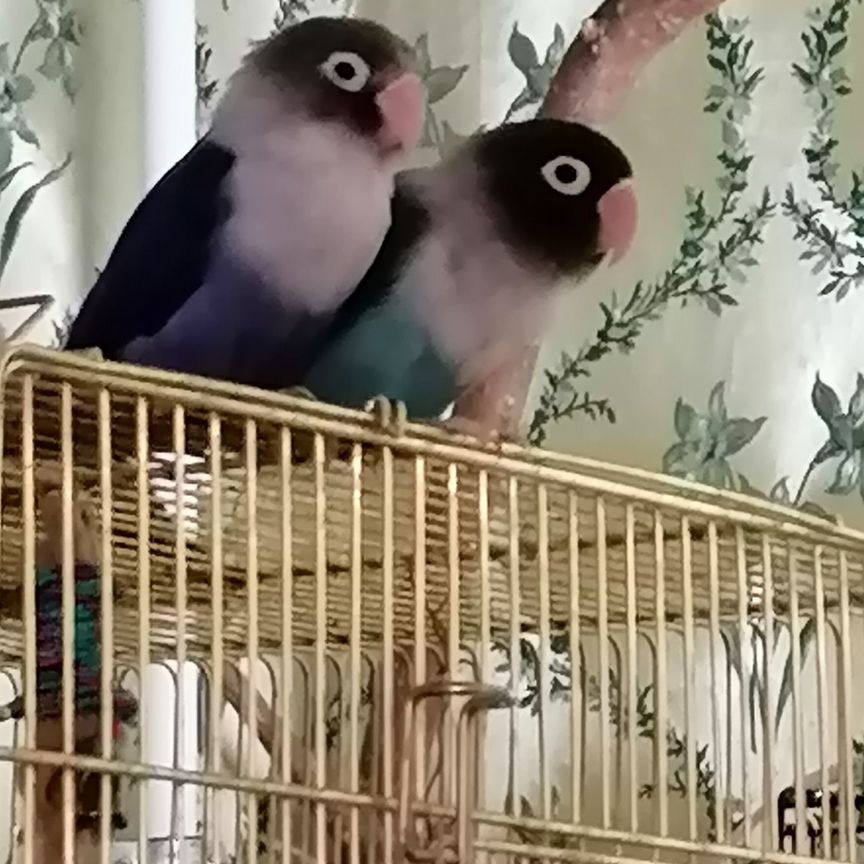 Декоративные птицы