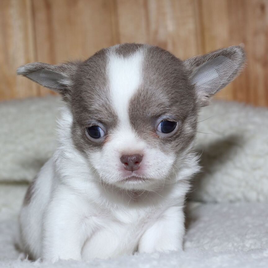 Щенки чихуахуа