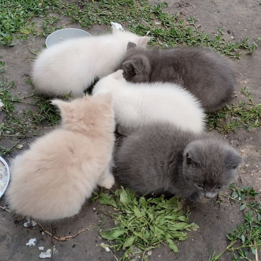Котята