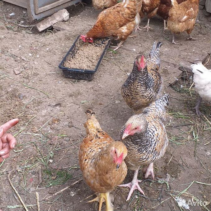 Молодые петухи