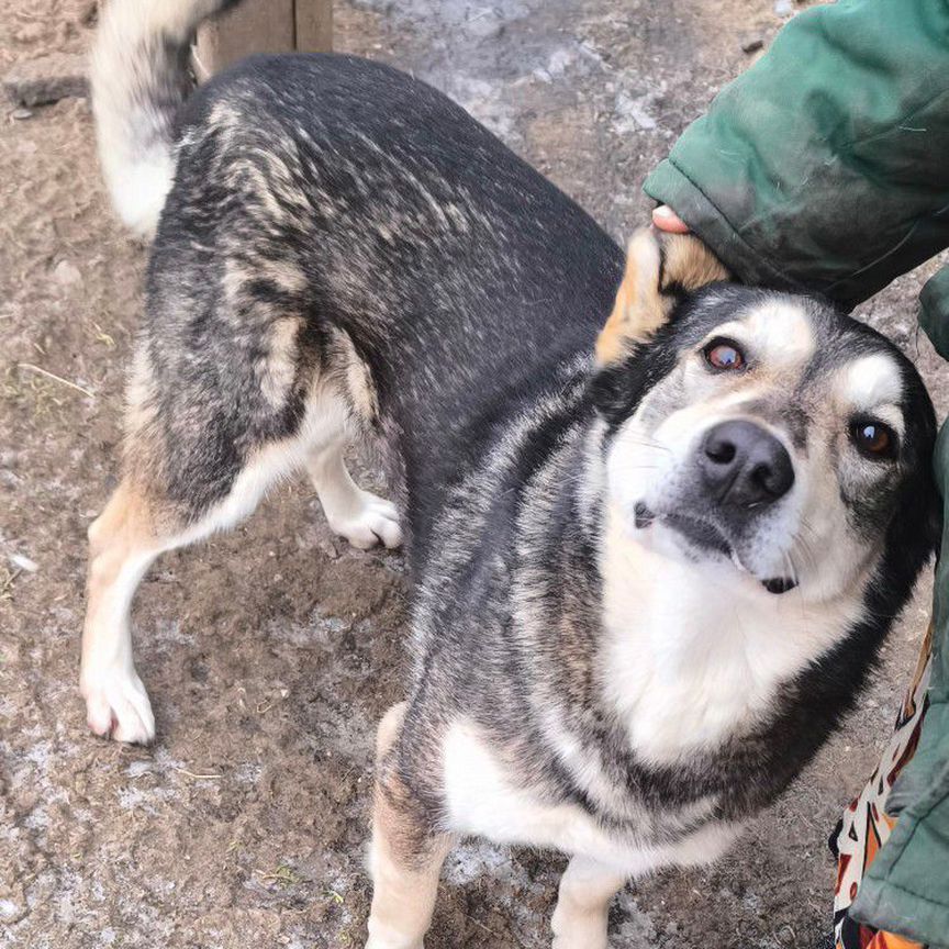 Собака в добрые руки