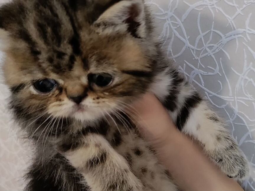 Маленькие пупсики