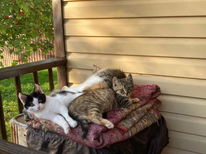 Котята в добрые руки бесплатно