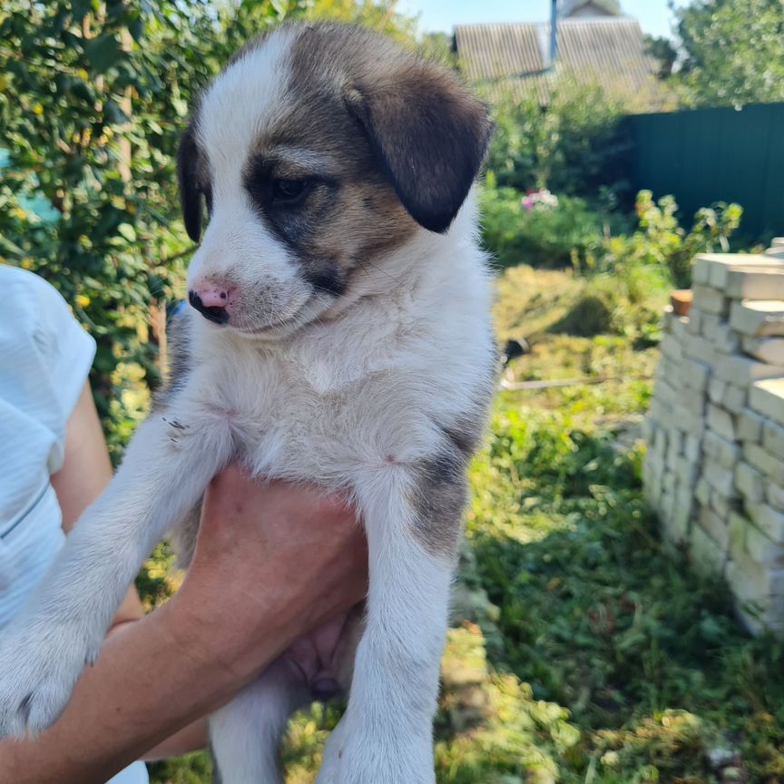 Девочка принцесса ищет себе маму и папу