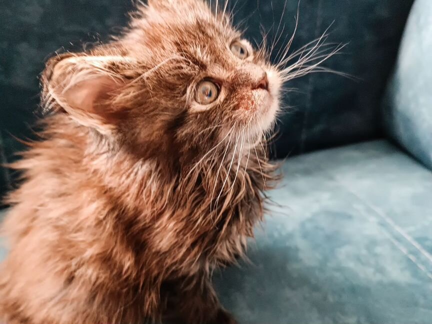 Кошечка куночка