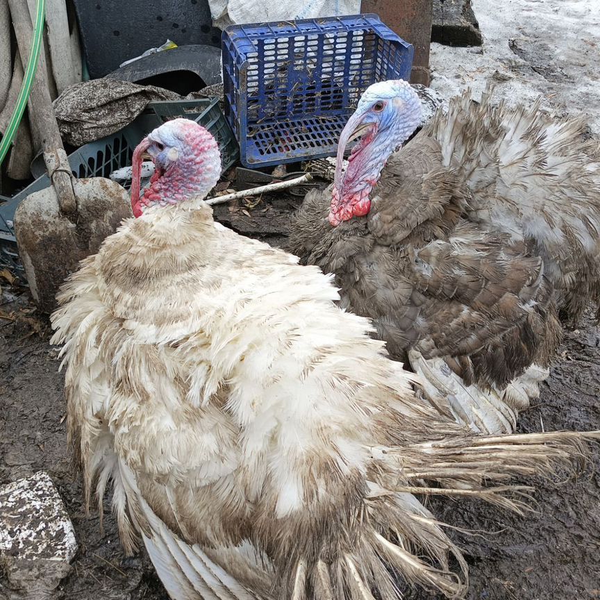 Индюки домашние на племя