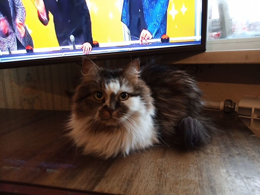 Стерилизованной кошечке нужен дом