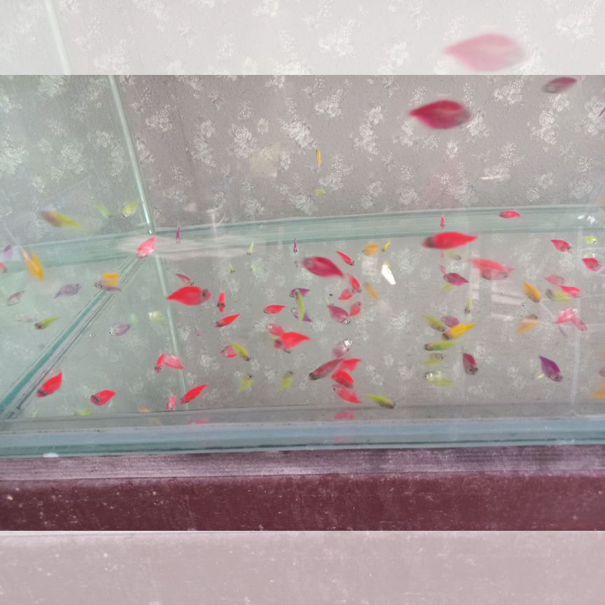 Аквариумные рыбки