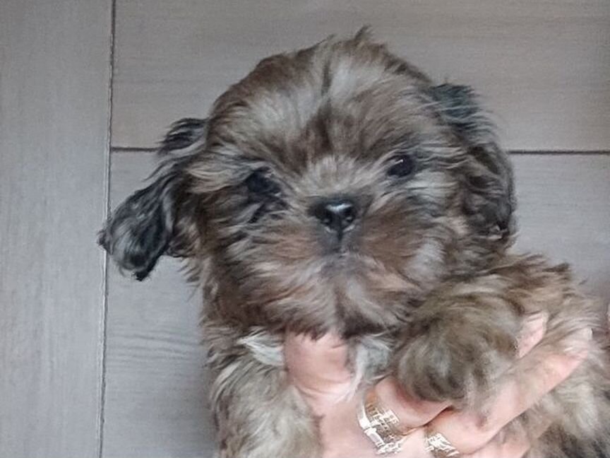 Мышонок Тим