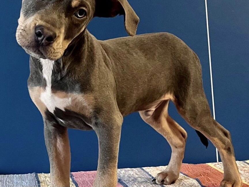 Прайтер голубой триколор кобели