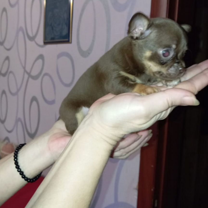 Чихуахуа, щенок