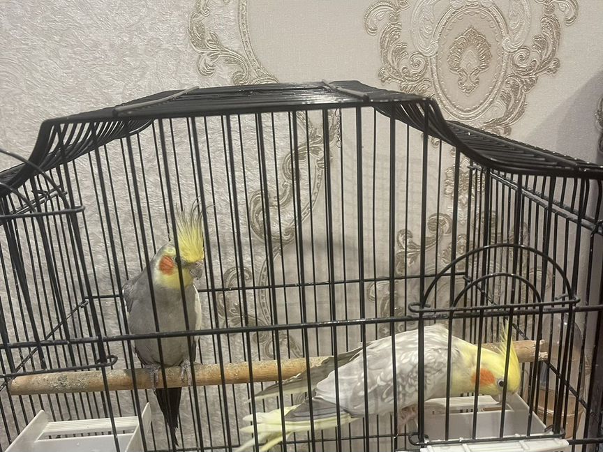 Попугаи "Корелла" пара + клетка