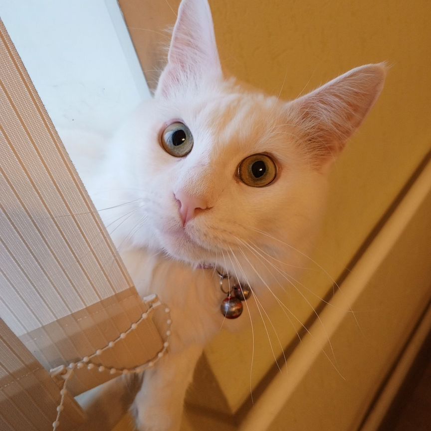 Кот ищет дом