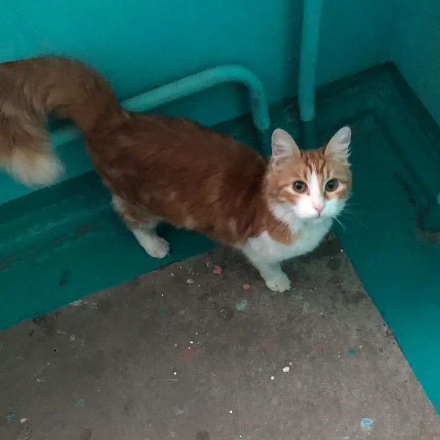 Красивая котик (кошечка) в добрые руки