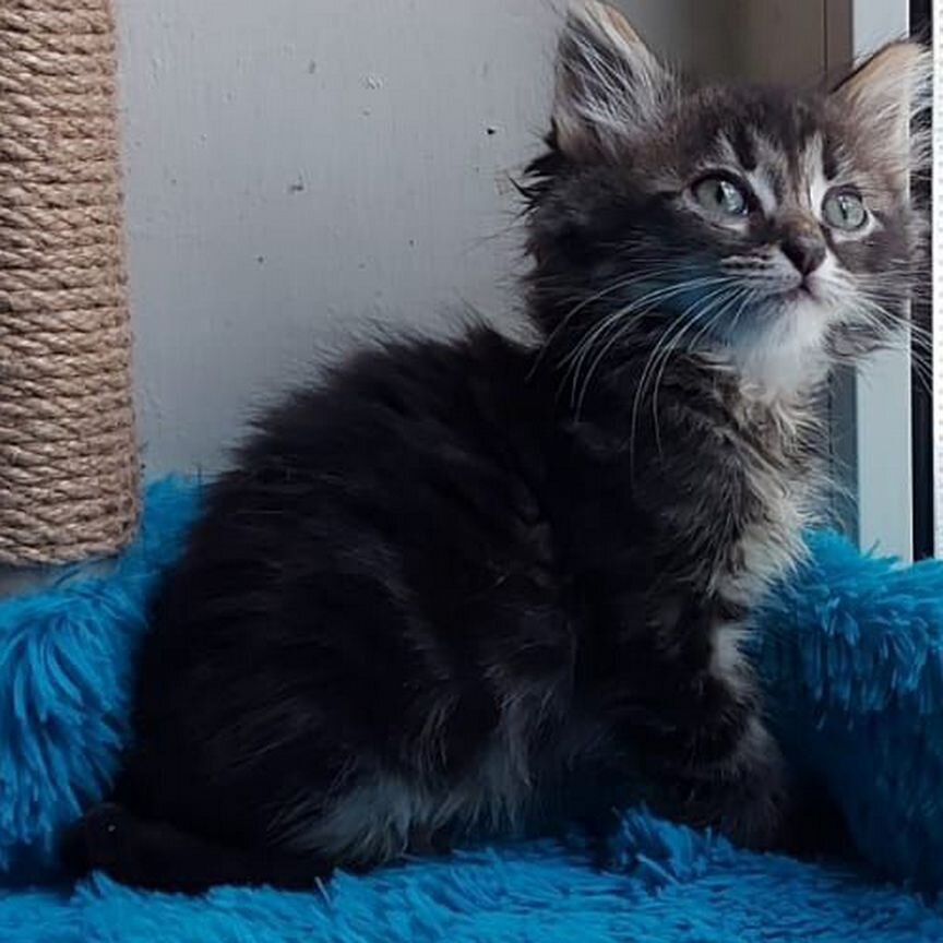 Котенок мальчик ищет дом