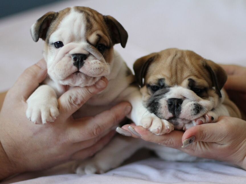 Английский бульдог