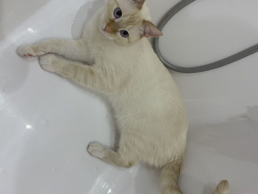 Тайский кот ред поинт