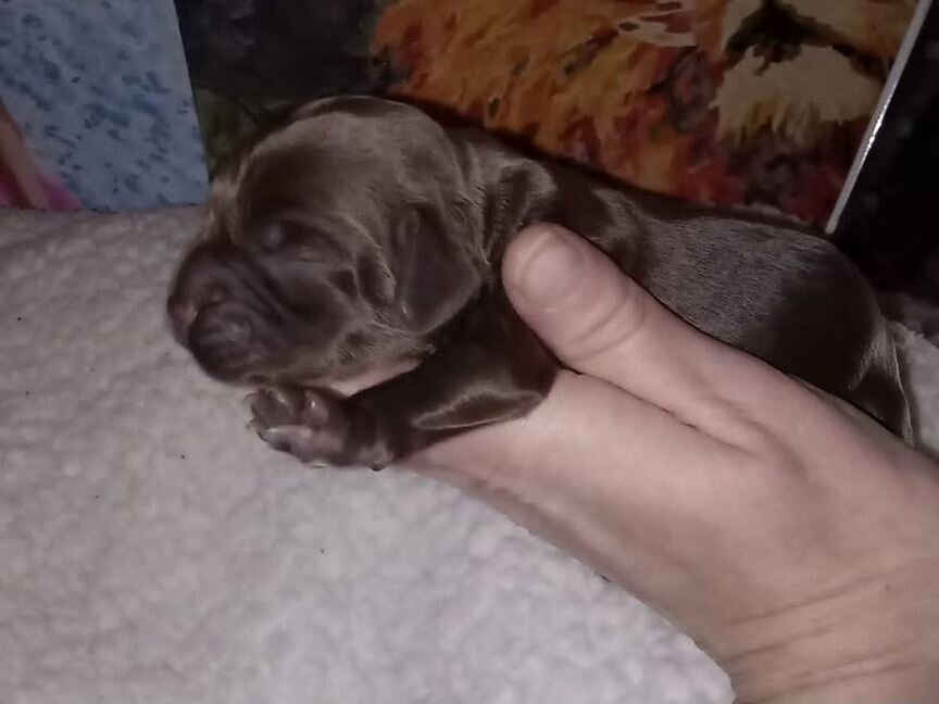 Щенки русского спаниеля