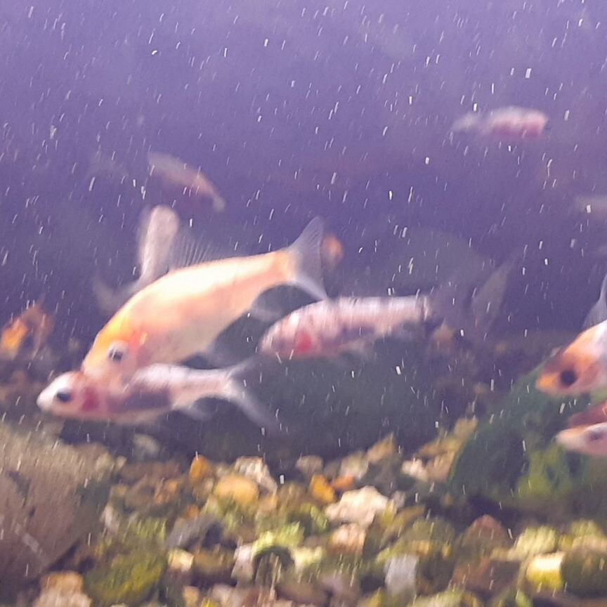 Рыбки карпы кои