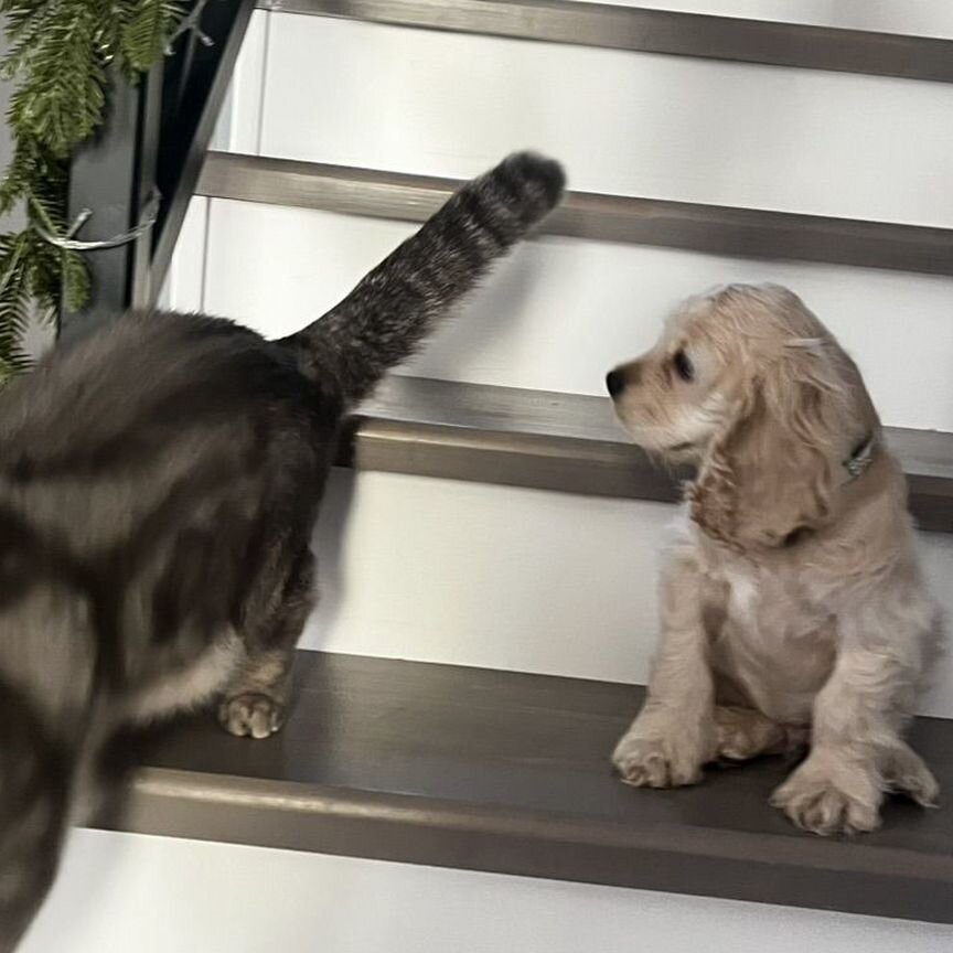 Американский кокер-спаниель, щенок