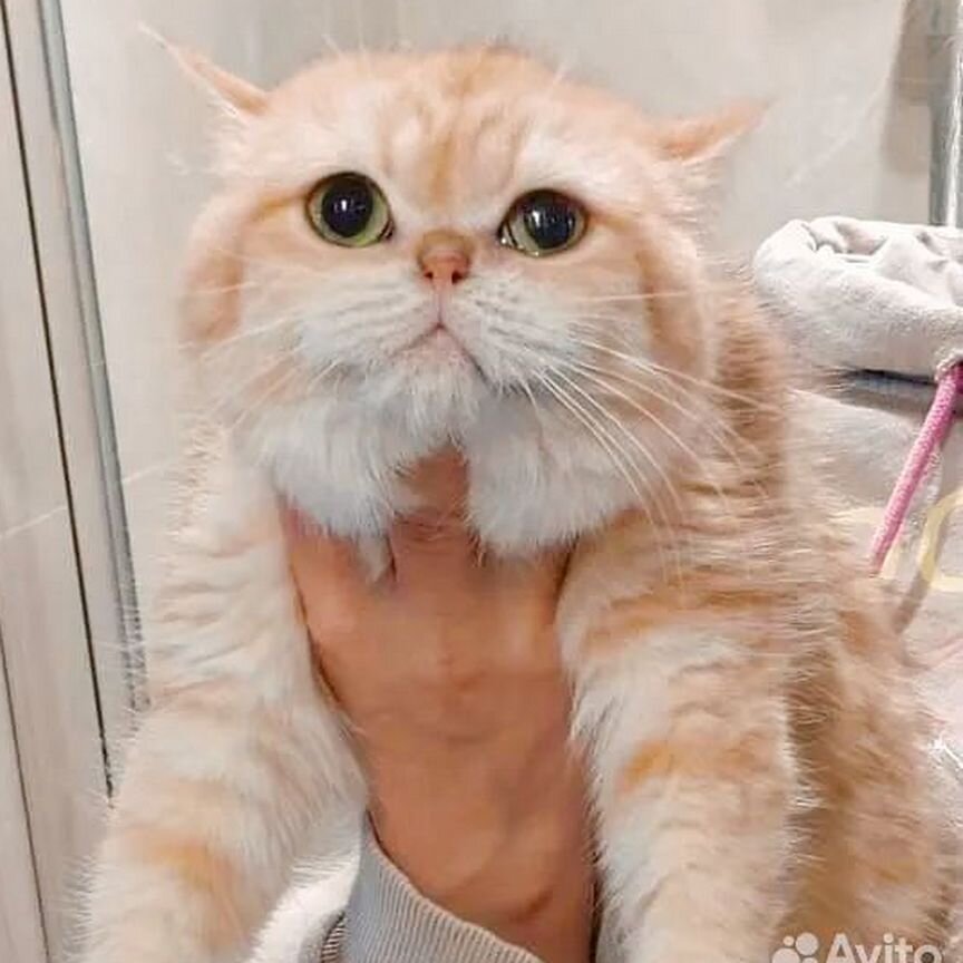 Подрощенный котенок золотая шиншилла