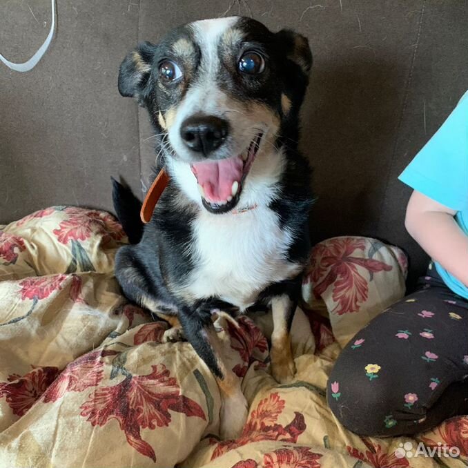 Ищу дом для маленькой собачки