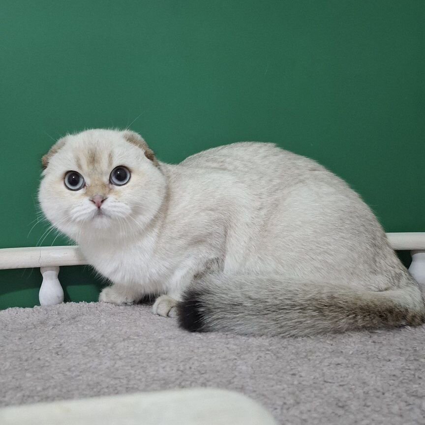 Котята скотиш фолд