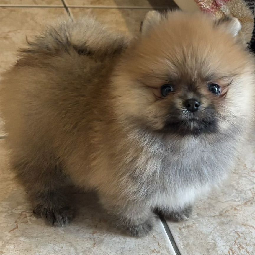 Померанский шпиц, щенок