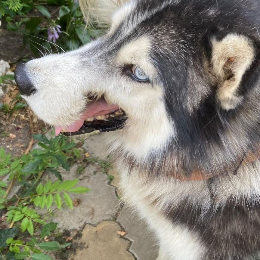 Маламут с несчастной судьбой