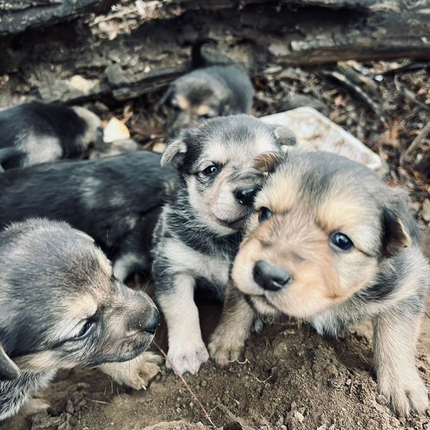 Будущие охранники