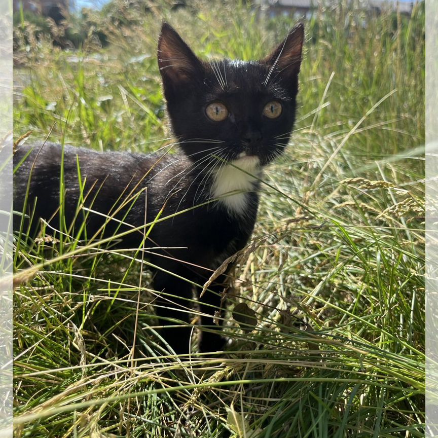 Котёнок в добрые руки