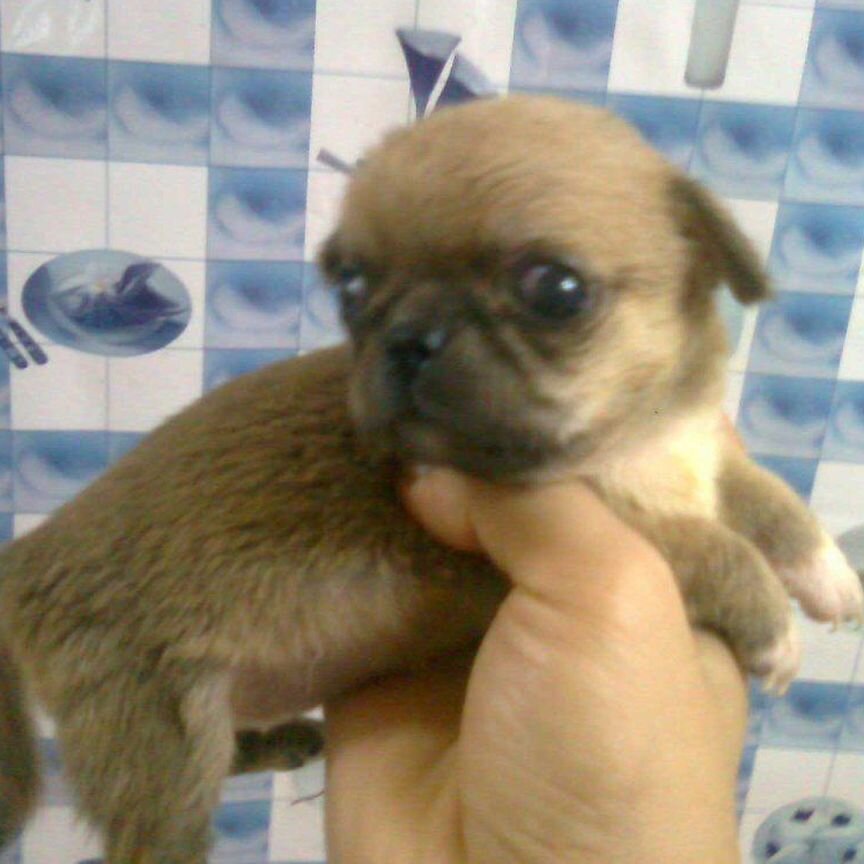 Чишата дети Чипа