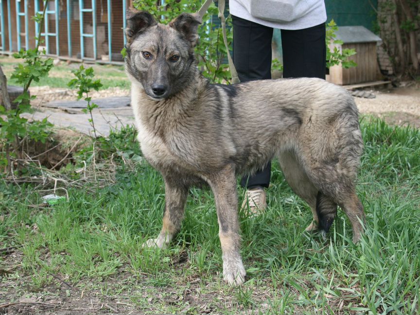 Собака в добрые руки