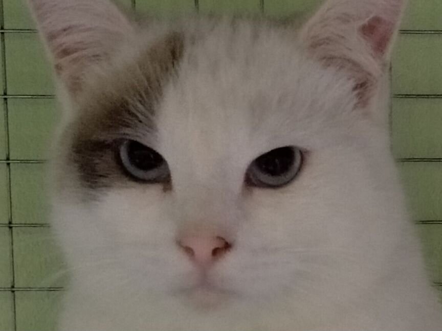 Котик